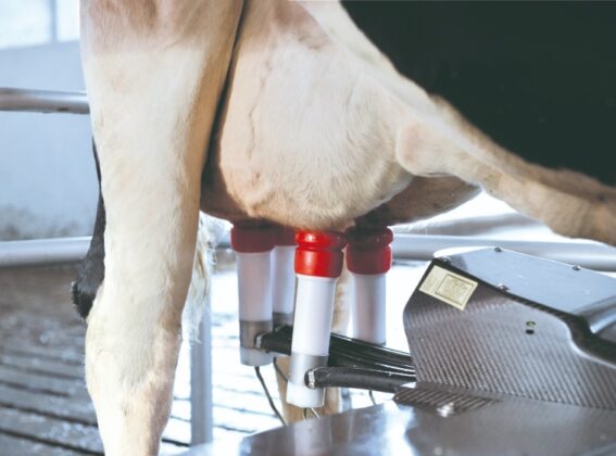 Automatic milking systems (AMS) - What they CAN and CANNOT do! - RoboticsBiz