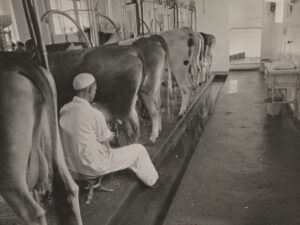 History of automatic milking systems (AMS) - Timeline - RoboticsBiz