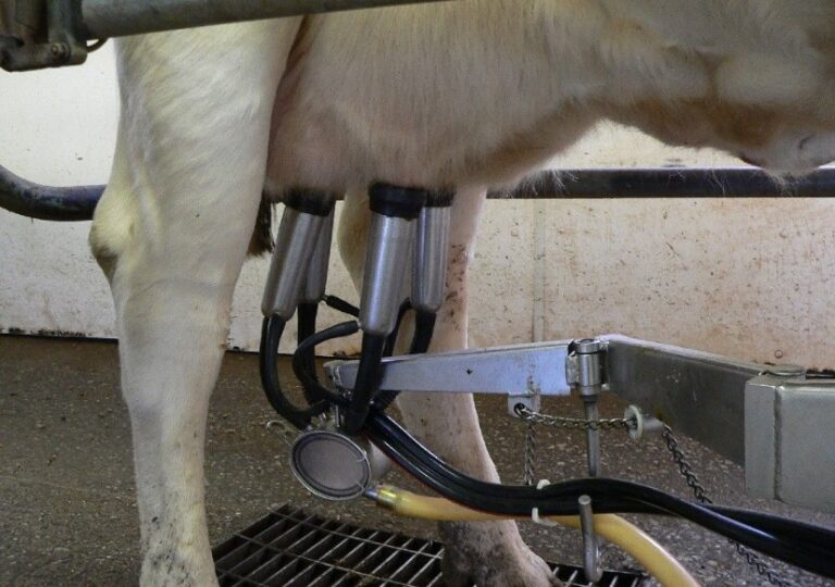 Milk quality in automatic milking systems (AMS) - Challenges - RoboticsBiz