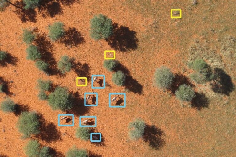 Drones: A big step in wildlife monitoring and conservation - RoboticsBiz