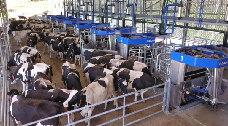 How automated milking systems (AMS) ensure productivity, and animal welfare - RoboticsBiz